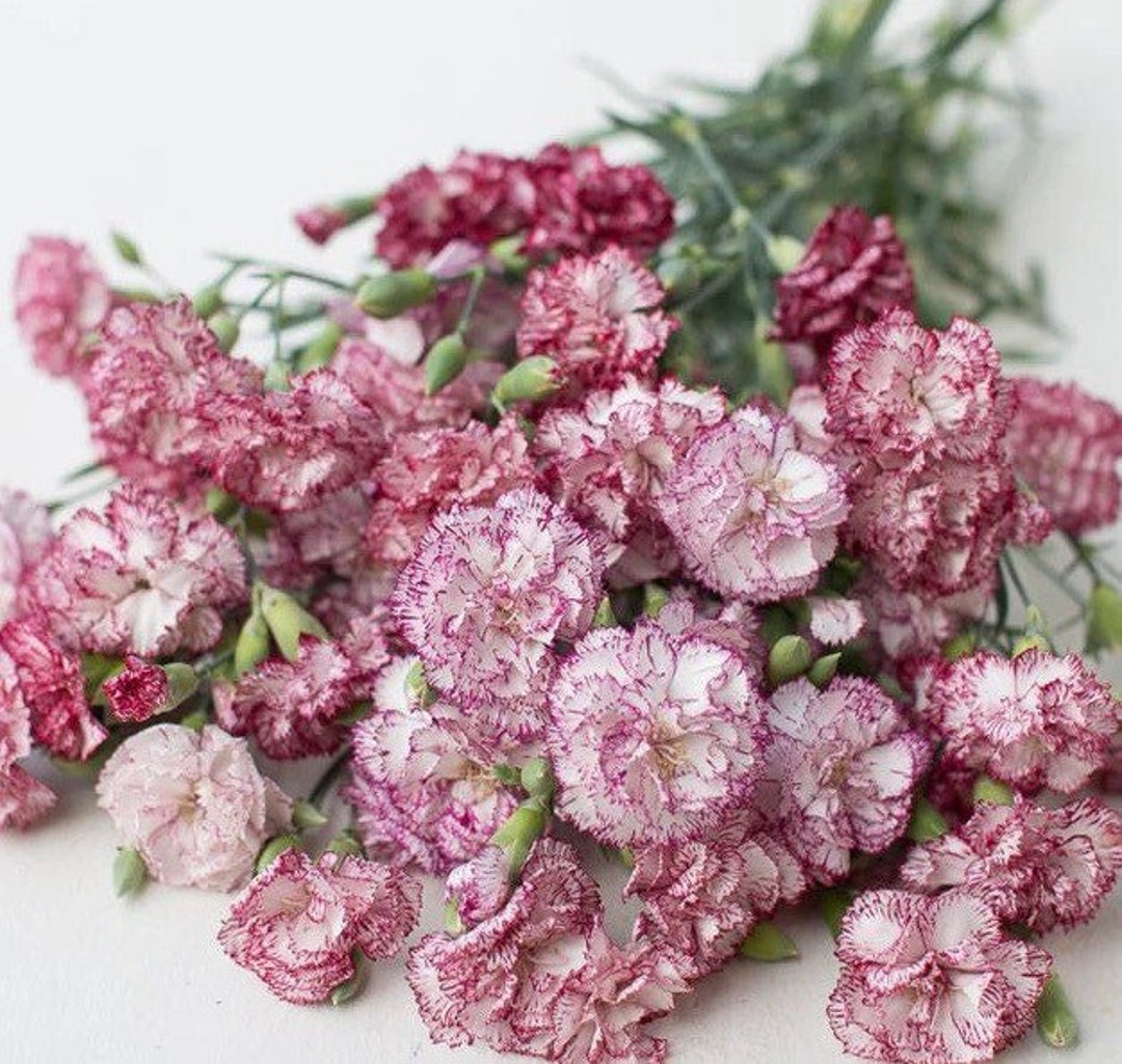 Benigna Chabaud Carnation Dianthus 50 Seed Packet White and - Etsy