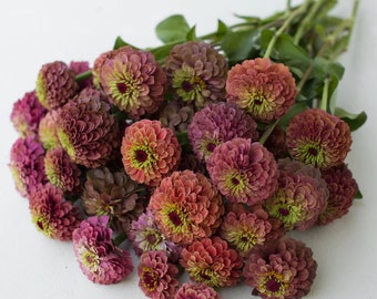 Queen Lime Red Zinnia 20 Seeds Packet - Etsy