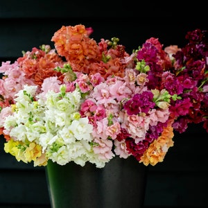 Madame Butterfly Mix Snapdragon 25 Seed Packet Cool Flower Shades of ...