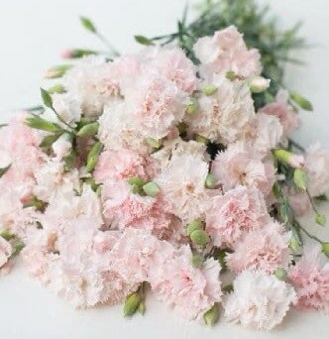 La France Chabaud Carnation Dianthus 50 Seed Packet Seashell Pink ...