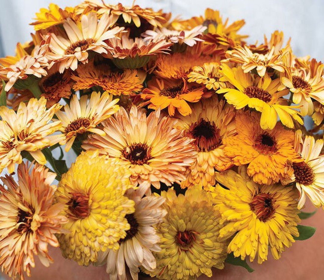 Flashback Mix Calendula 50 Seed Packet - Etsy