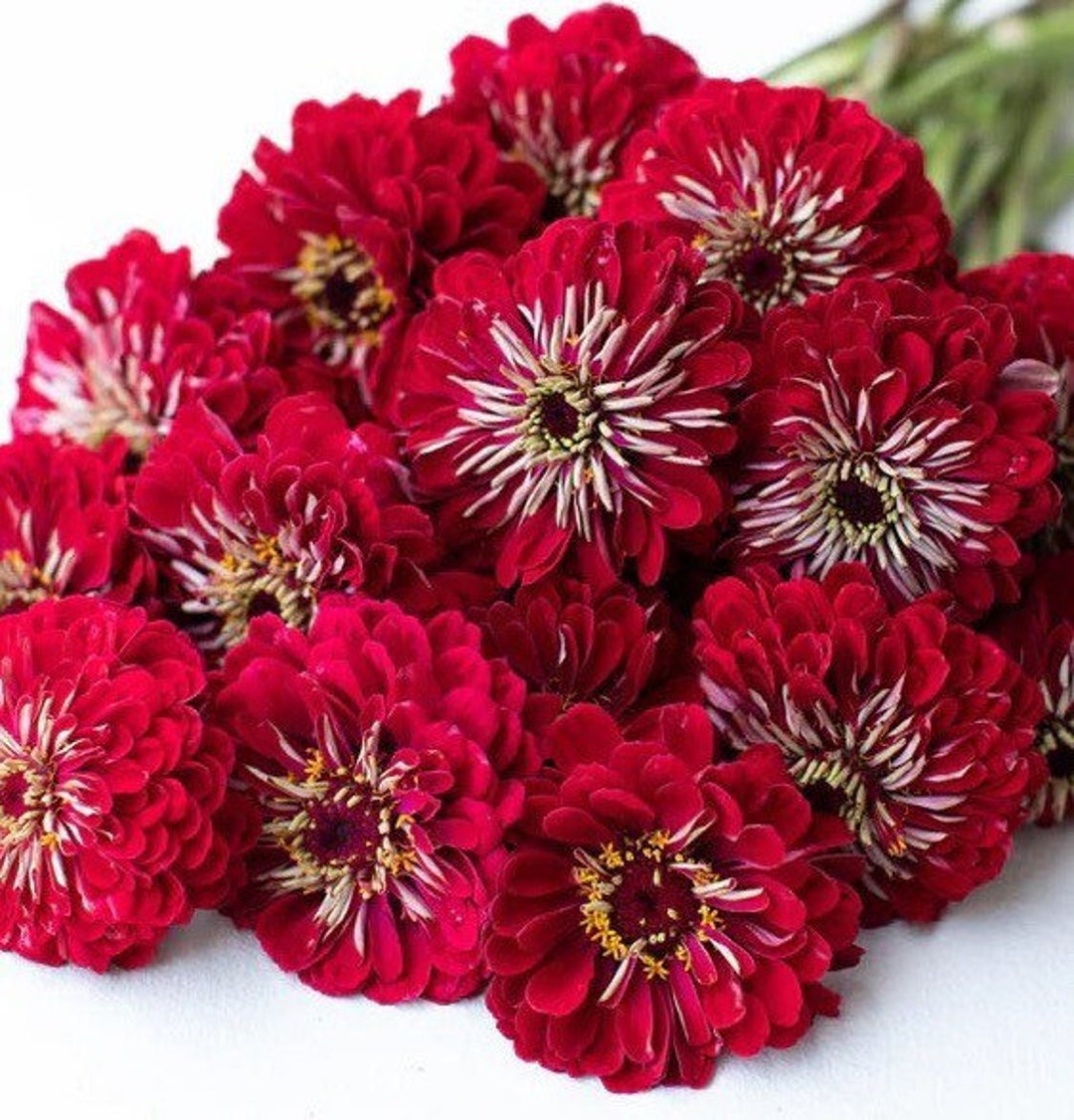 Benary's Giant Deep Red Zinnia 25 Seeds Packet - Etsy