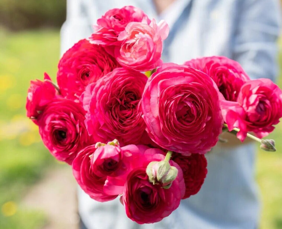 Amandine Bonbon Pink Ranunculus Corms - Etsy