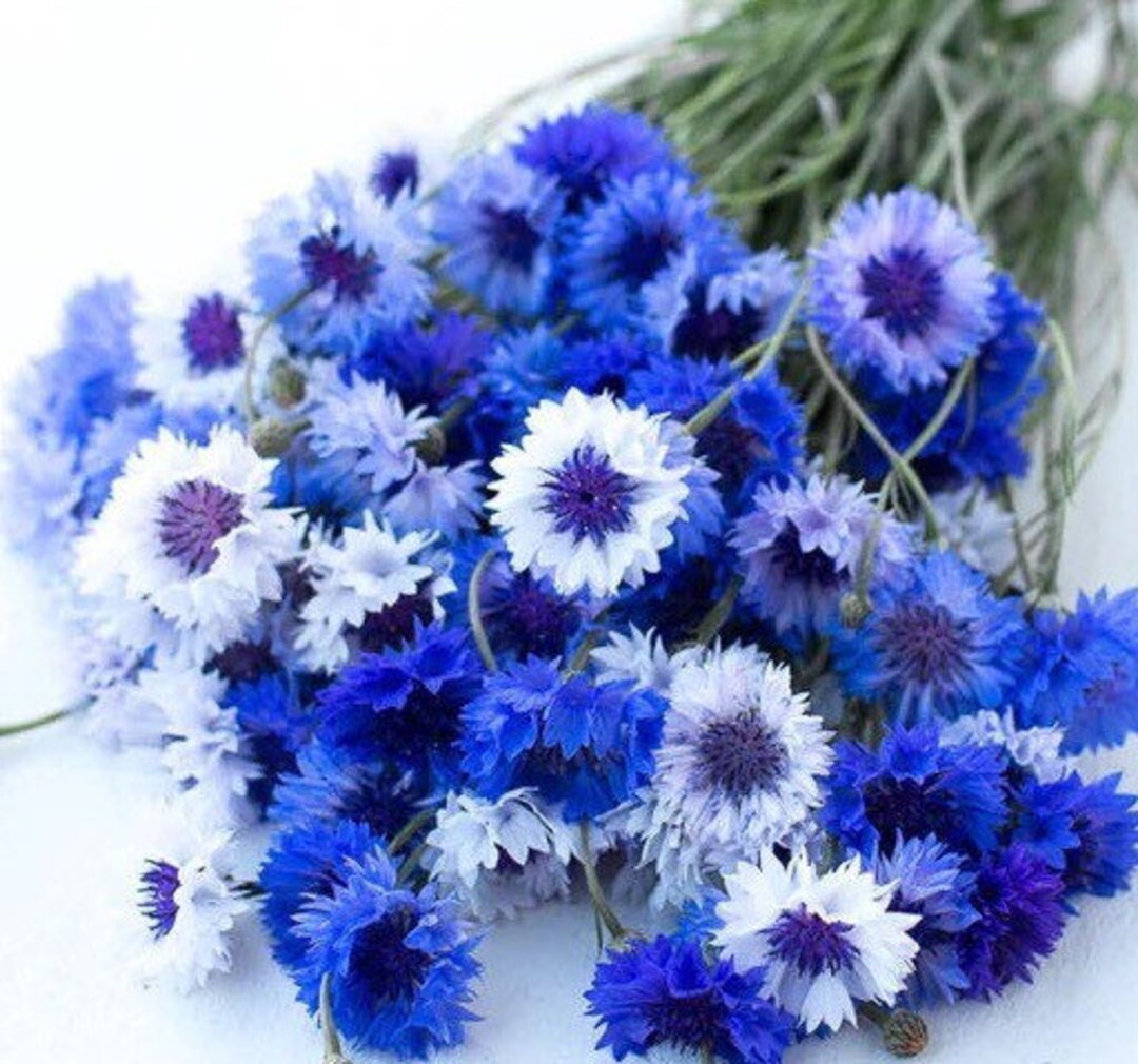 Classic Fantastic Bachelor Button Flower 100 Seed Packet Cool Flower ...