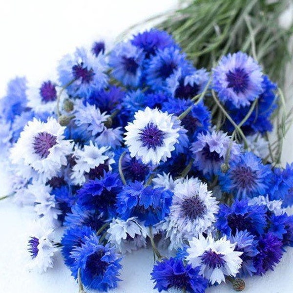 Bachelor Buttons - Etsy