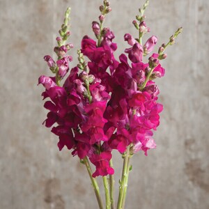 Potomac Royal Burgundy Snapdragon 25 Seed Packet Cool Flower Shades of ...