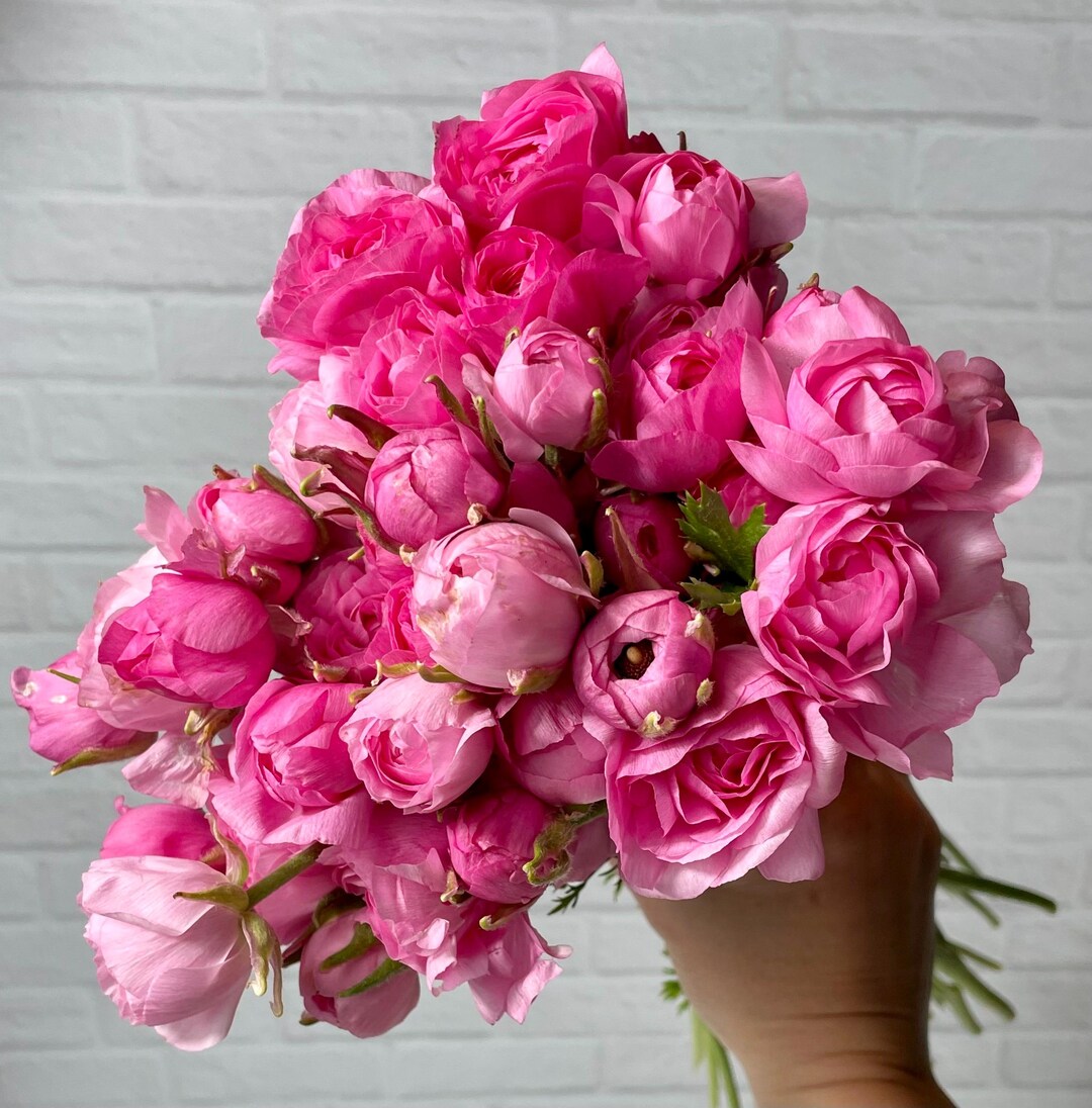 Half Clone Marshmallow Ranunculus Corms - Etsy