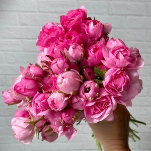 Half Clone Marshmallow Ranunculus Corms - Etsy