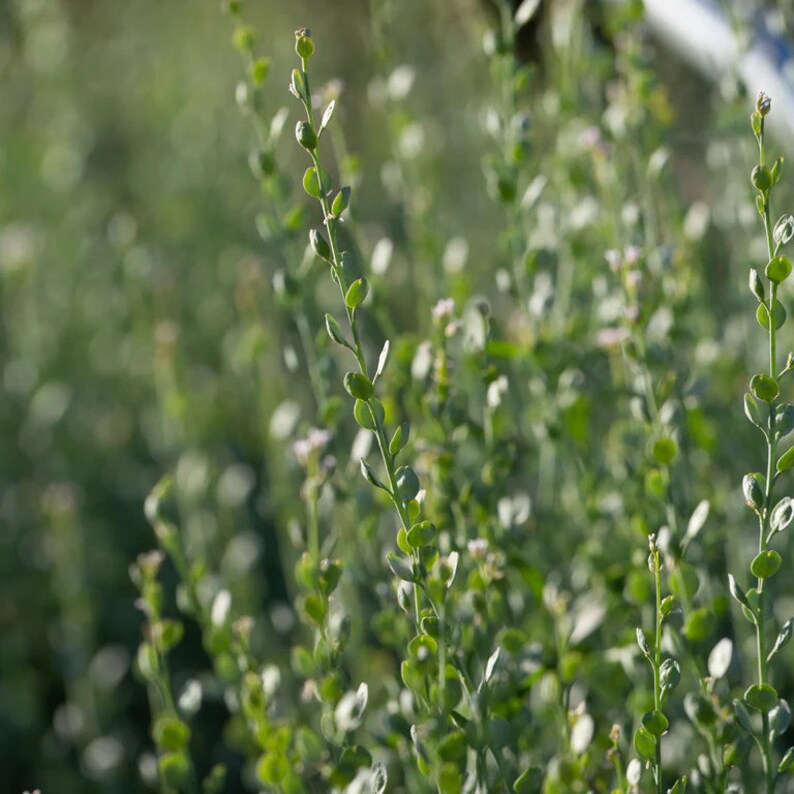 Persian Cress Seeds 100 Count Packet - Etsy