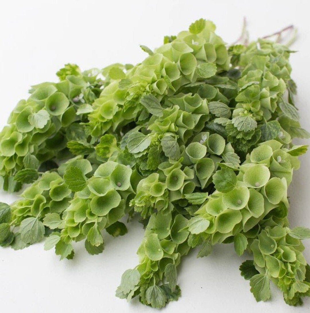 Bells of Ireland 50 Seed Packet Cool Season Apple Green Foliage - Etsy