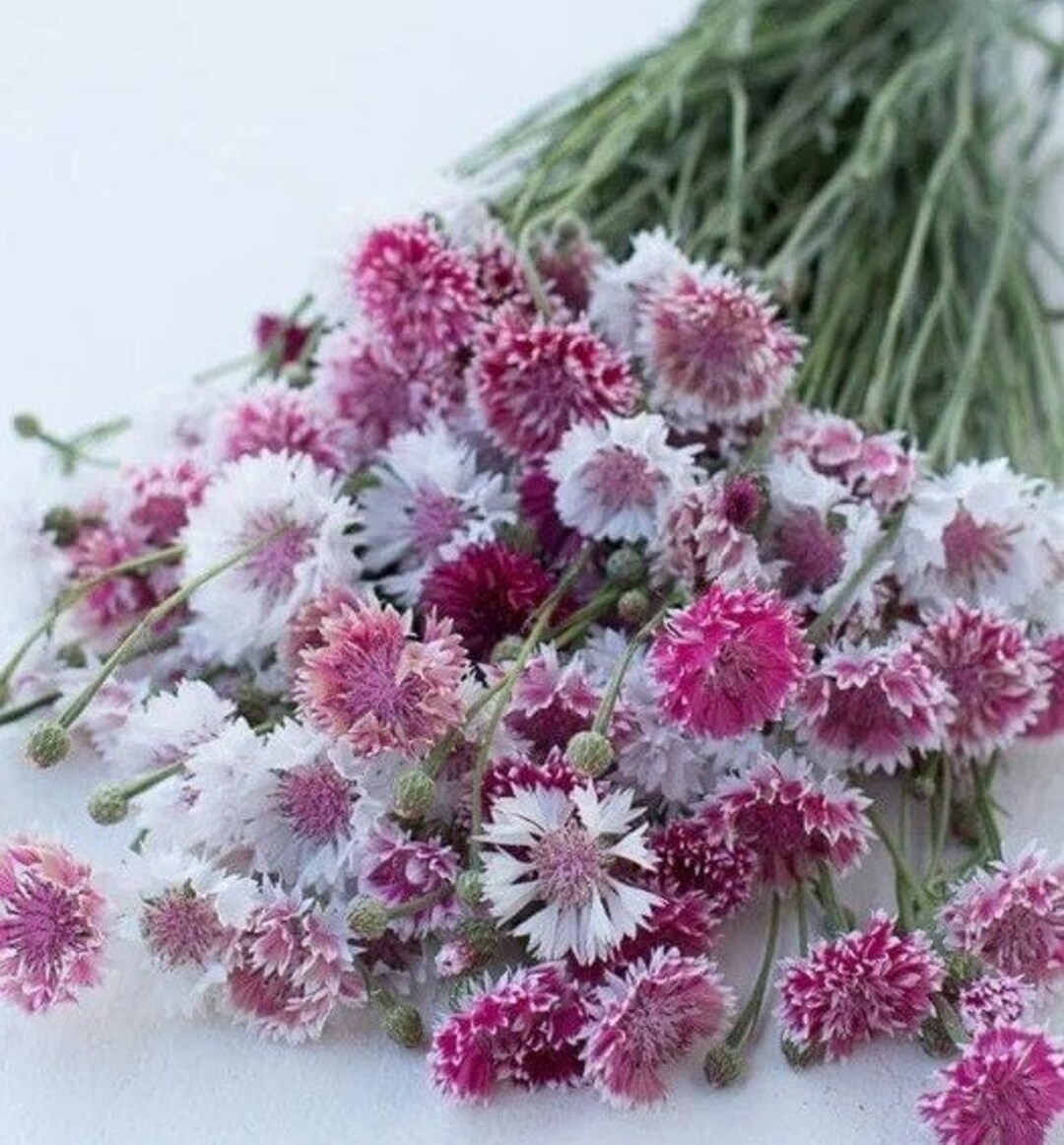 Classic Romantic Bachelor Button Flower 100 Seed Packet Cool Flower ...