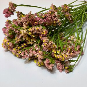 Apricot Statice 50 Seeds Packet Everlasting Flower Limonium - Etsy