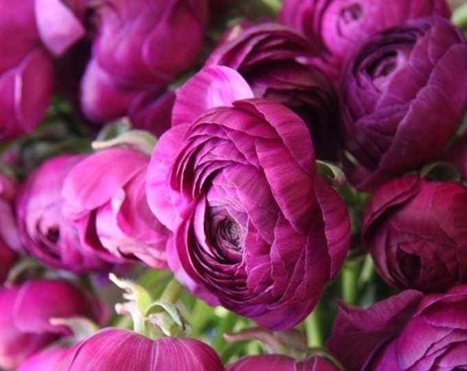 Amandine VIOLET Ranunculus Corms - Etsy