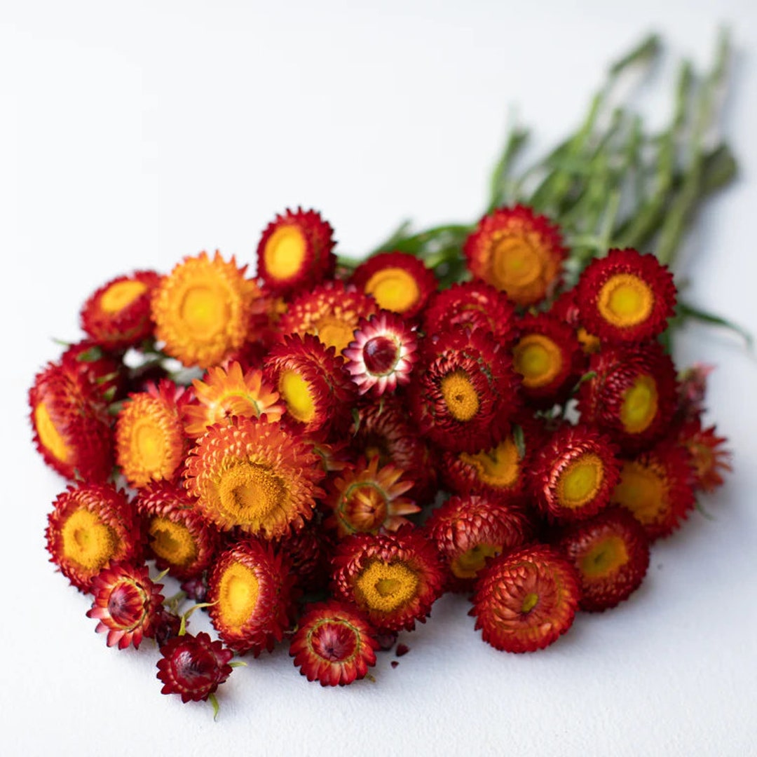 Copper Red Strawflower 50 Seed Packet Helichrysum Everlasting Flowers ...
