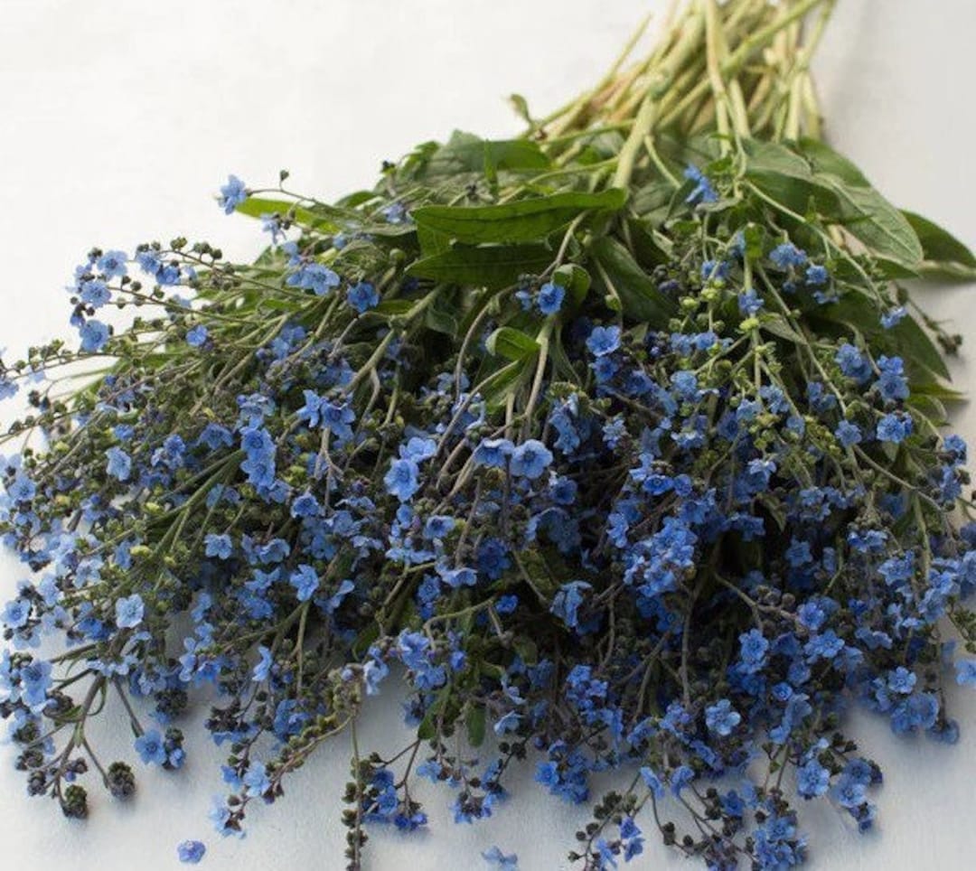 Chinese Forget Me Not 100 Seeds Blue Remembrance Flowers Firmament ...