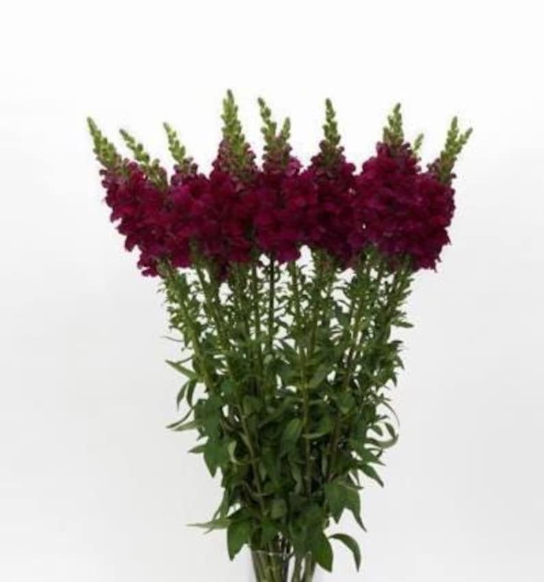 Potomac Royal Burgundy Snapdragon 25 Seed Packet Cool Flower Shades of ...