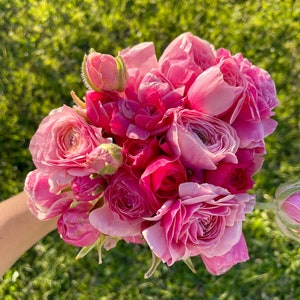 Amandine PORCELAINE Soft Pink Ranunculus Corms - Etsy