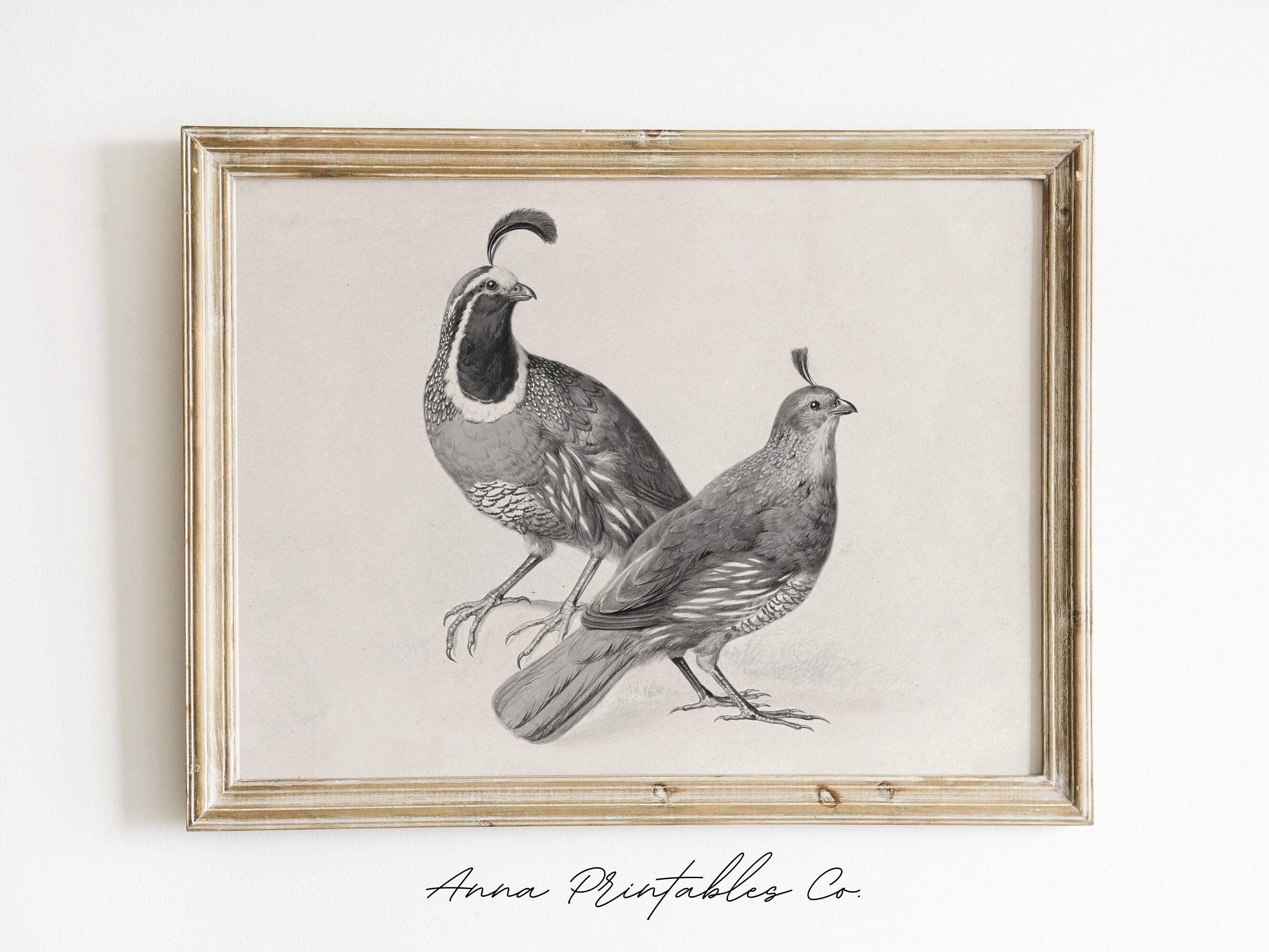 Quail Family Drawing