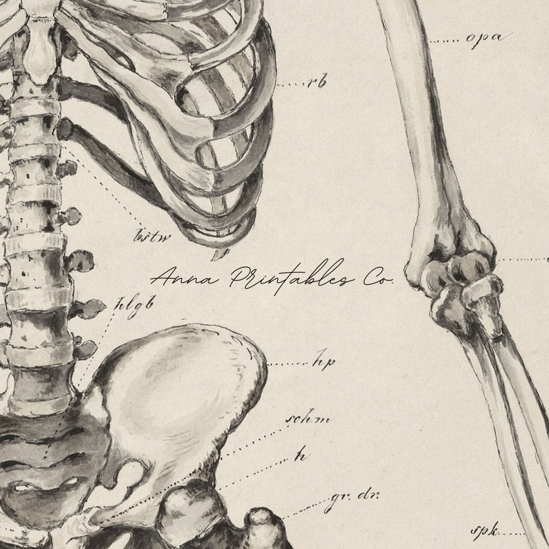 Anatomy Vintage Skeleton Diagram Illustration for Digital - Etsy