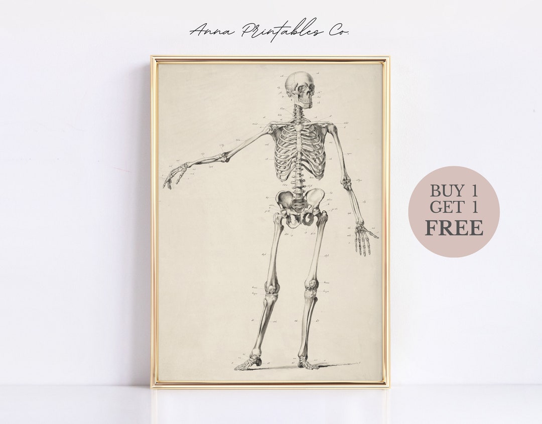 Anatomy Vintage Skeleton Diagram Illustration for Digital - Etsy