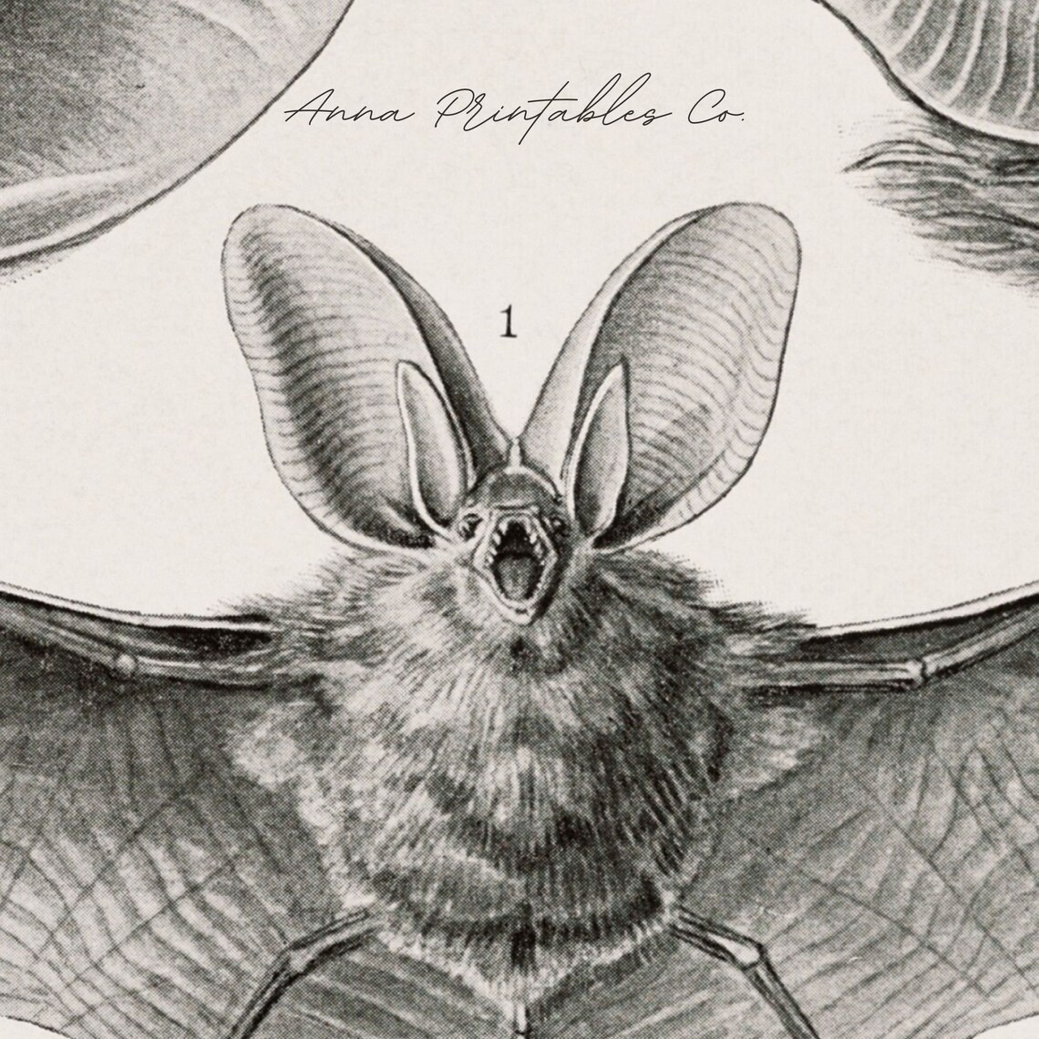 Bats | Vintage Bat Anatomy Poster for Digital Download | Dark Academia ...