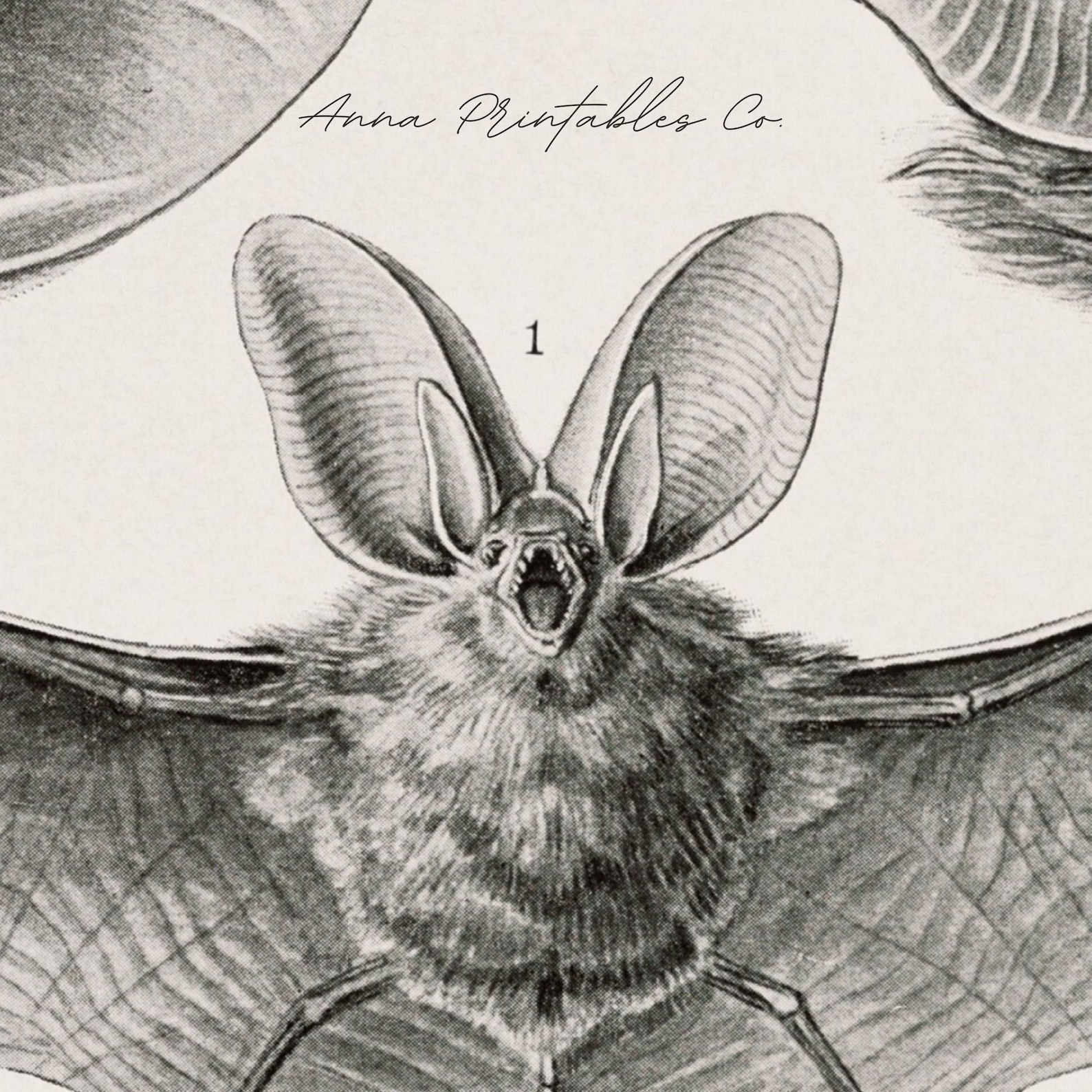 Bats | Vintage Bat Anatomy Poster for Digital Download | Dark Academia ...