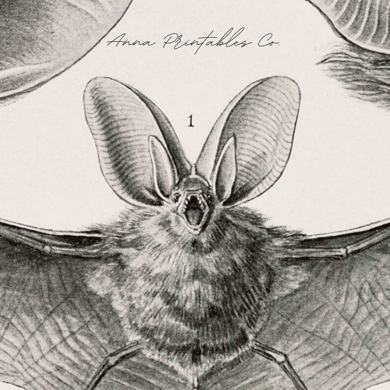Bats | Vintage Bat Anatomy Poster for Digital Download | Dark Academia ...