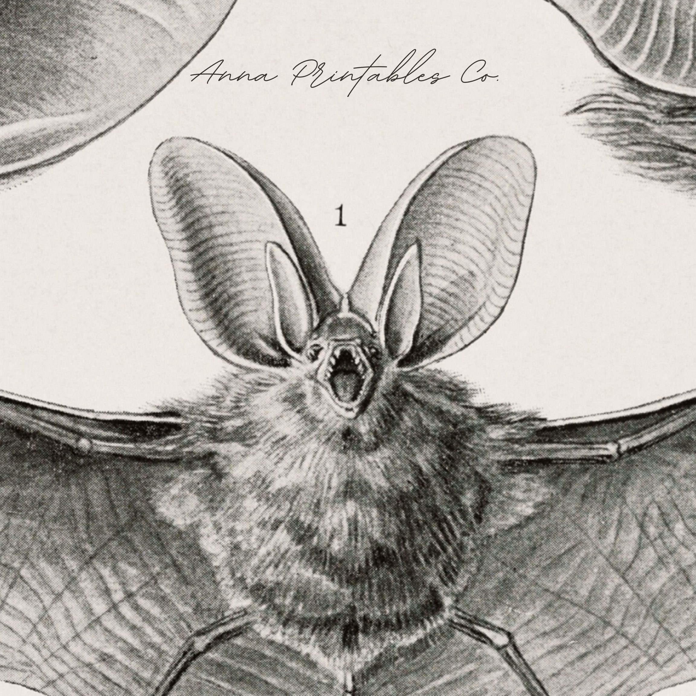Bats | Vintage Bat Anatomy Poster for Digital Download | Dark Academia ...