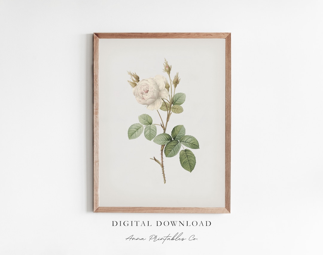 White Rose | Antique Rose Illustration for Digital Download | Vintage ...