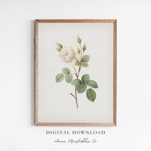 White Rose | Antique Rose Illustration for Digital Download | Vintage ...