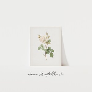 White Rose | Antique Rose Illustration for Digital Download | Vintage ...