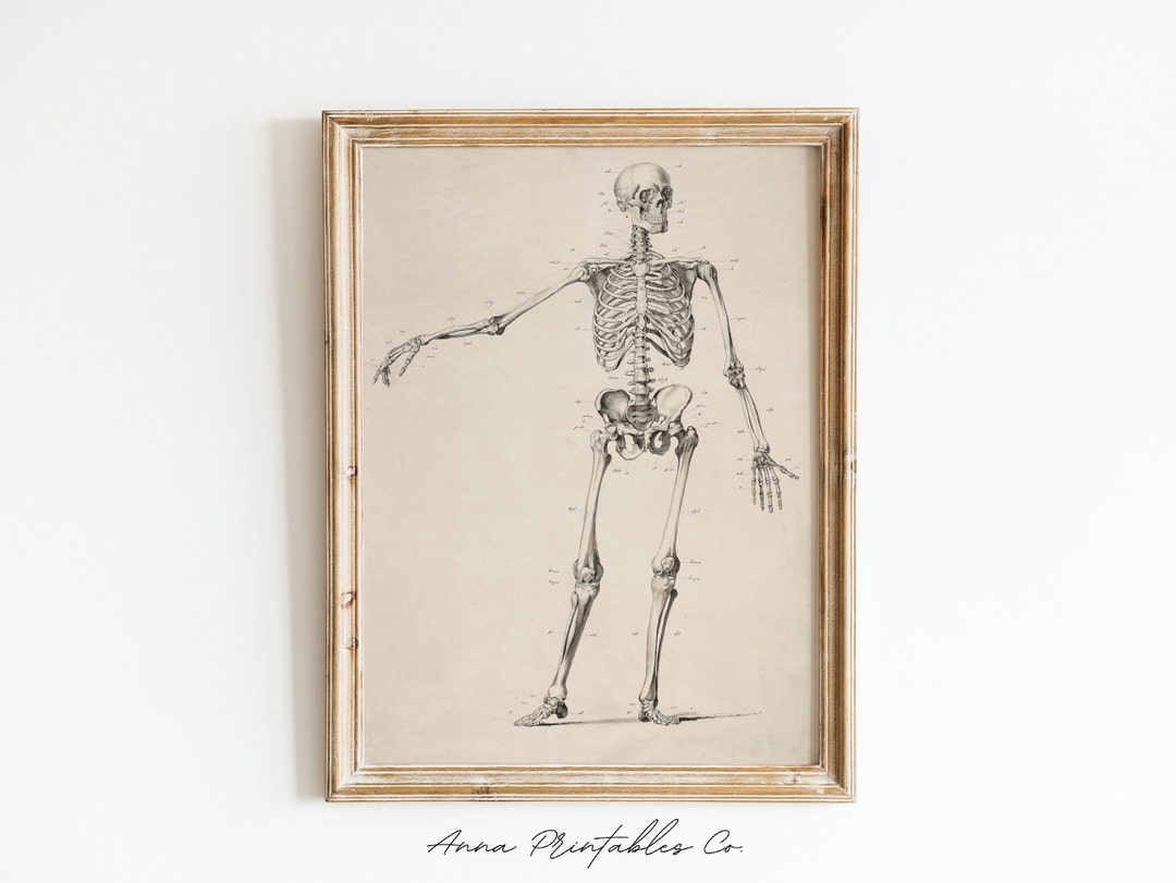 Anatomy Vintage Skeleton Diagram Illustration for Digital - Etsy
