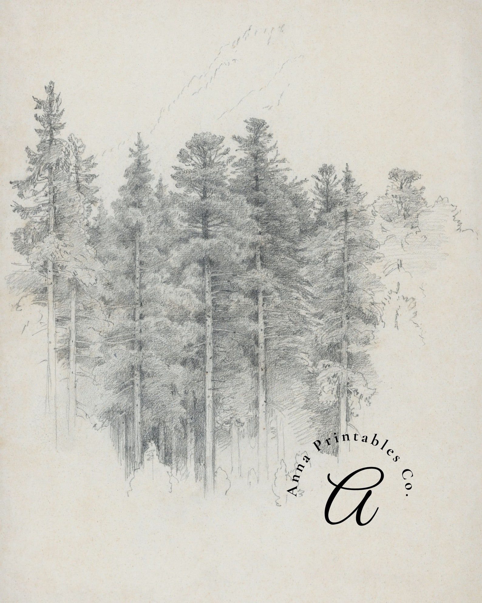 Study of Coniferous Trees | Antique Evergreen Tree Sketch Print for ...