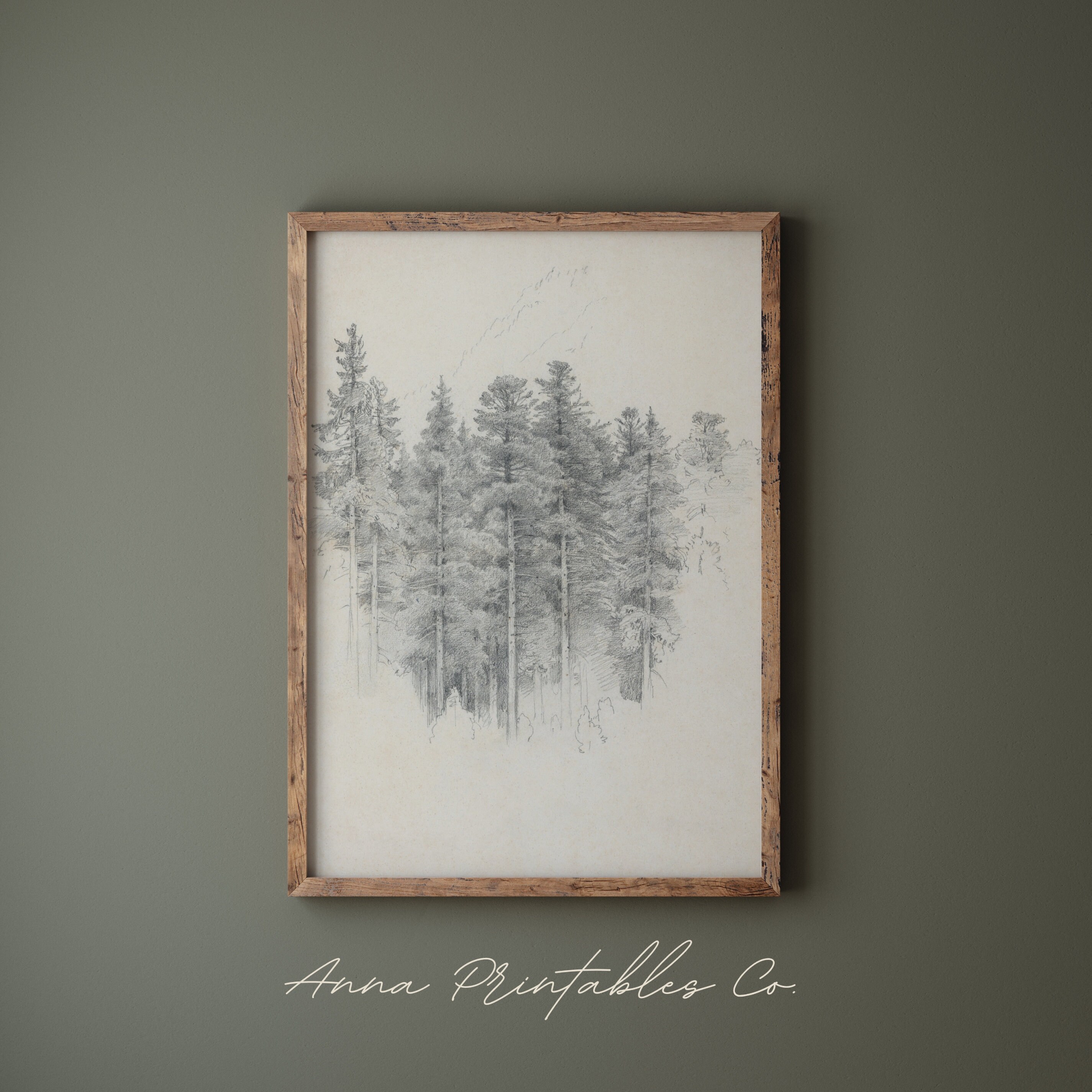 Study of Coniferous Trees | Antique Evergreen Tree Sketch Print for ...