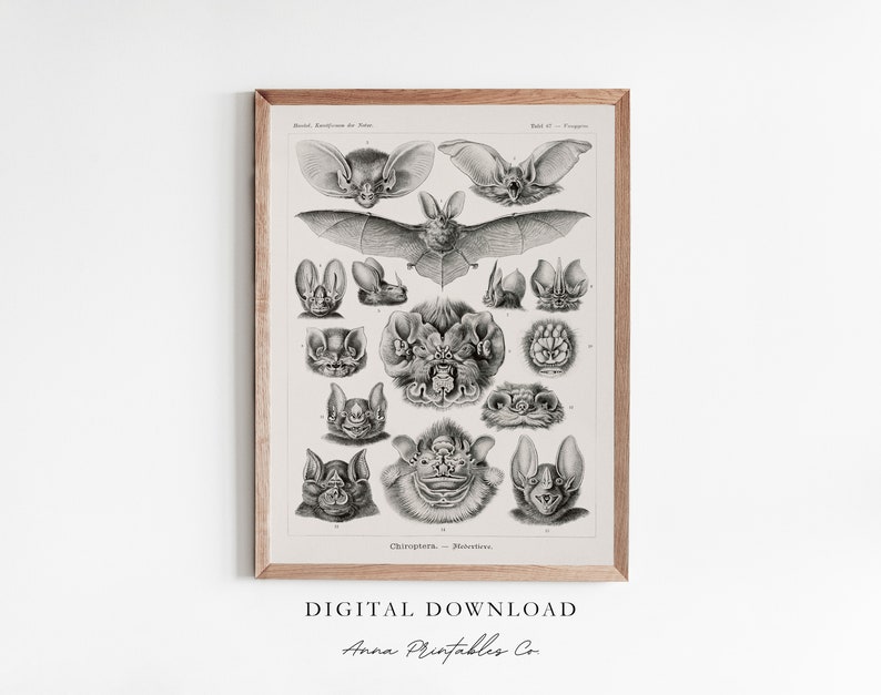 Bats | Vintage Bat Anatomy Poster for Digital Download | Dark Academia ...