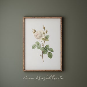 White Rose | Antique Rose Illustration for Digital Download | Vintage ...