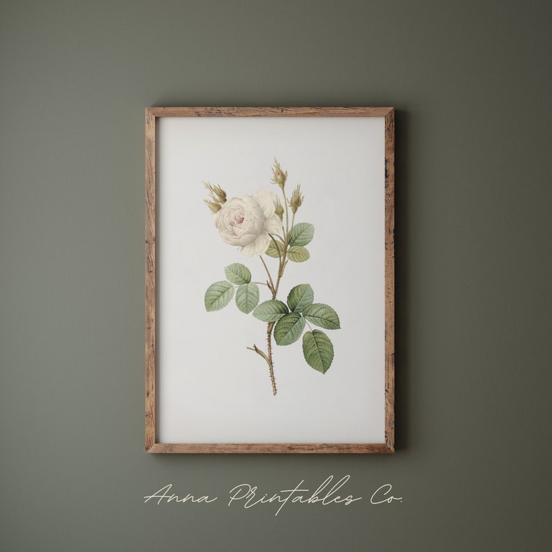 White Rose | Antique Rose Illustration for Digital Download | Vintage ...