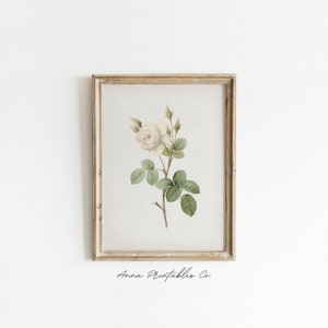 White Rose | Antique Rose Illustration for Digital Download | Vintage ...