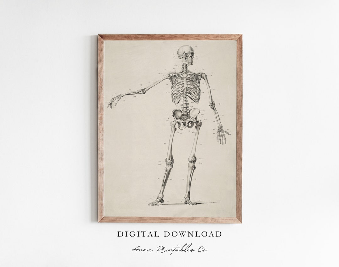 Anatomy | Vintage Skeleton Diagram Illustration for Digital Download ...