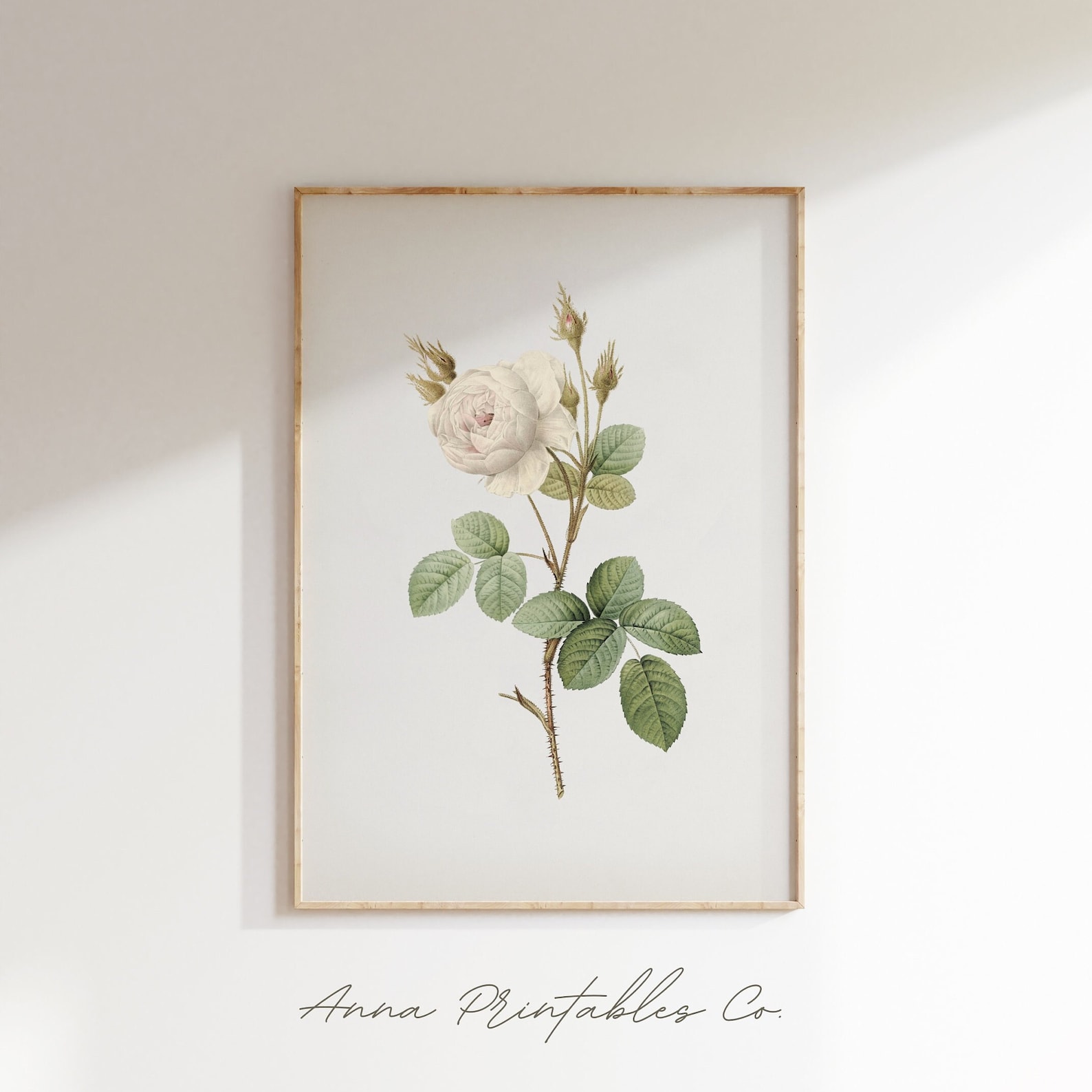 White Rose | Antique Rose Illustration for Digital Download | Vintage ...