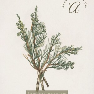 Antique Juniper Branch Drawing Vintage Botanical Printable Wall Art ...