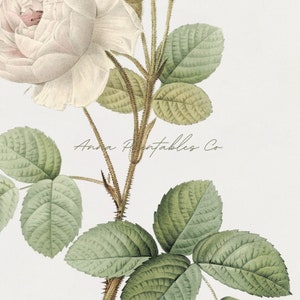 White Rose | Antique Rose Illustration for Digital Download | Vintage ...