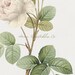White Rose | Antique Rose Illustration for Digital Download | Vintage ...