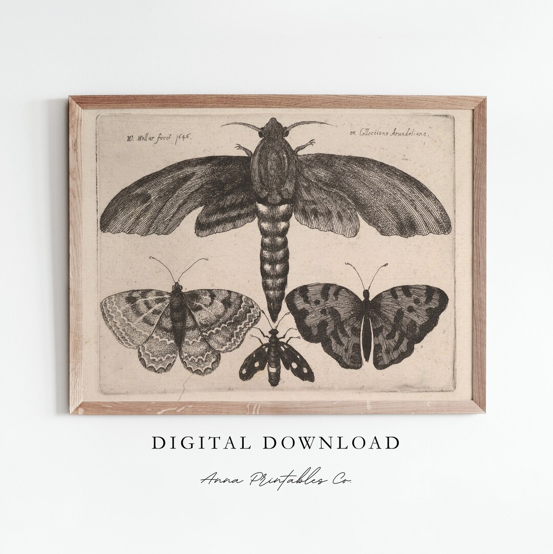 Vintage Insect Print Digital Download, Butterfly and Moth Illustration ...