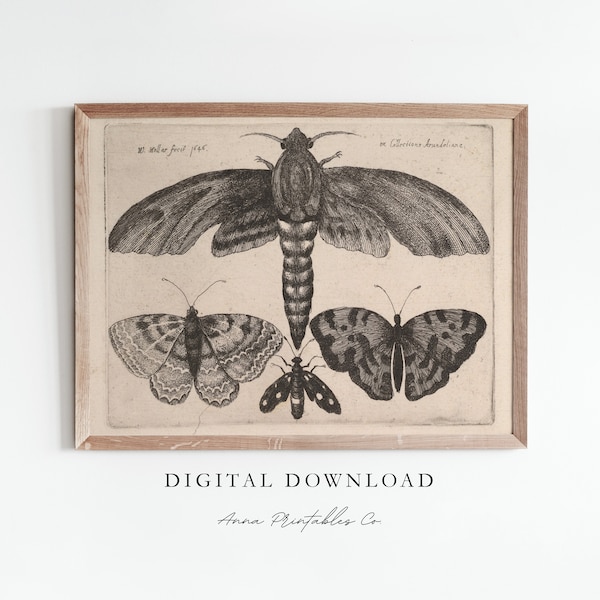 Moth Illustration Print - Etsy