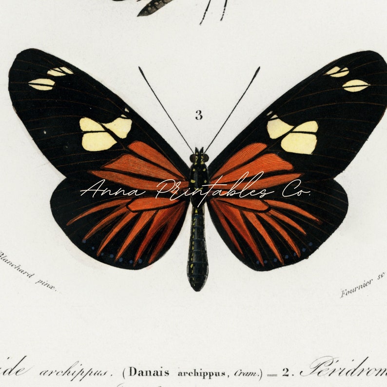 Monarch Study Vintage Monarch Butterfly Poster for Digital - Etsy
