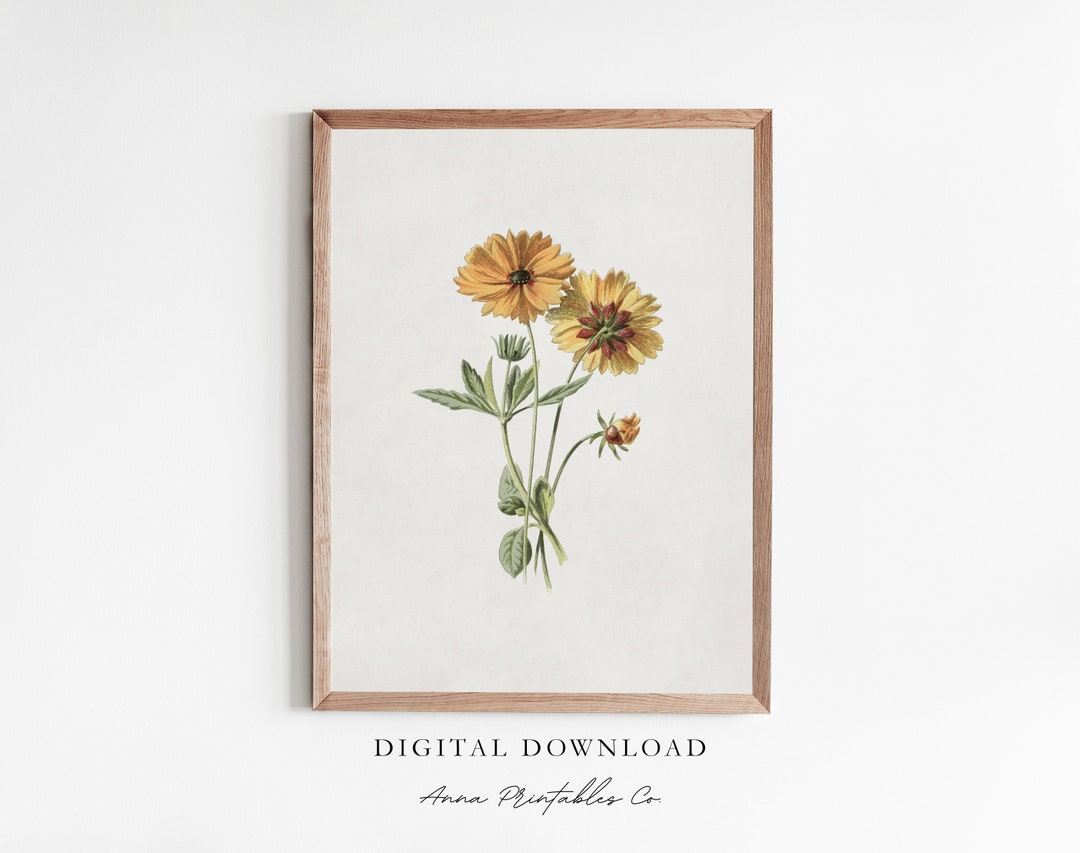 Calliopsis | Antique Yellow Flower Drawing for Digital Download ...