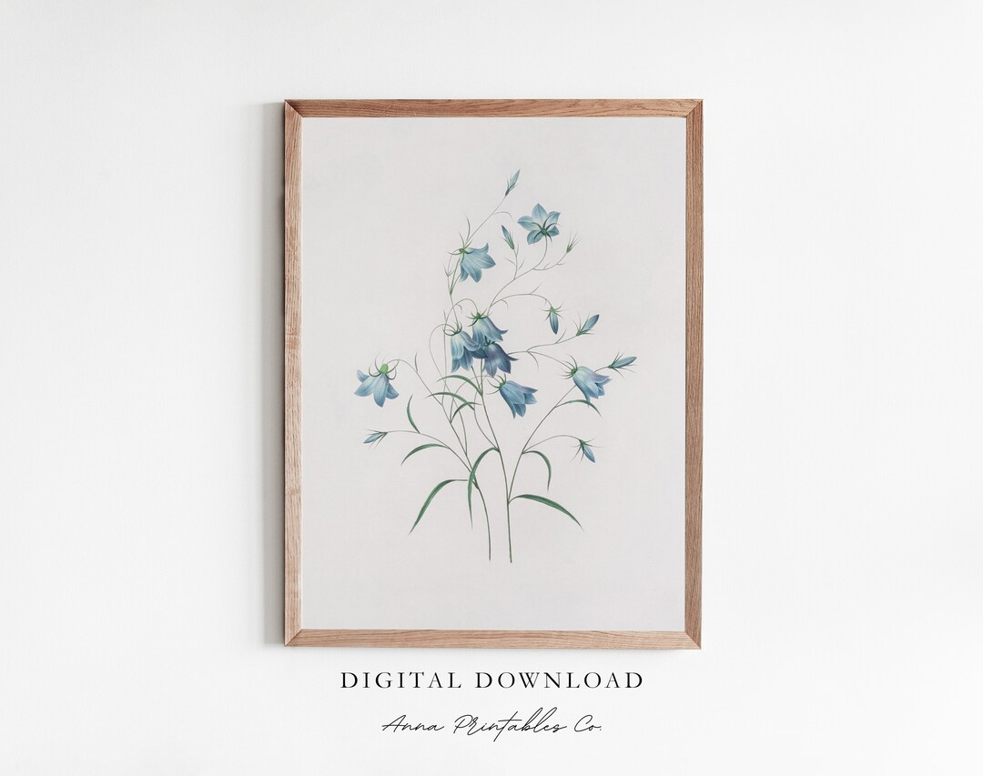 Blue Bellflower | Antique Floral Drawing Print Digital Download ...
