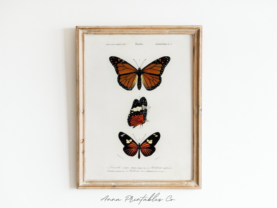 Monarch Study Vintage Monarch Butterfly Poster for Digital - Etsy