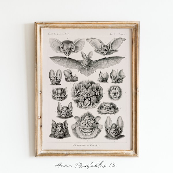 Bat Poster - Etsy